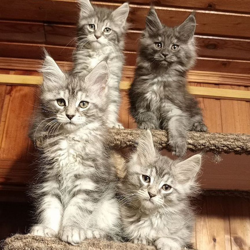 Чудо дети мейн-кун