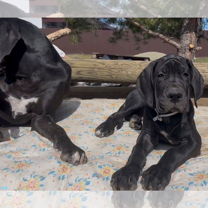 Немецкий дог, щенок