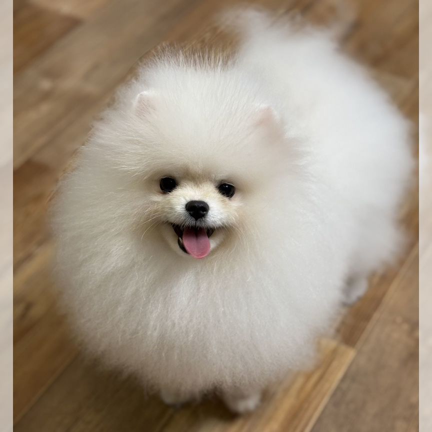 Померанский шпиц, щенок