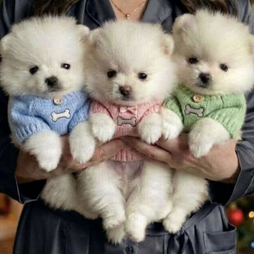 Померанский шпиц, щенок