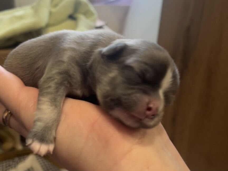 Щенки чихуахуа в добрые руки