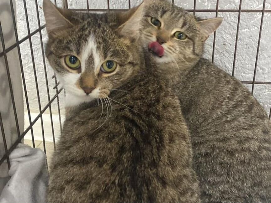 Котята 6 мес