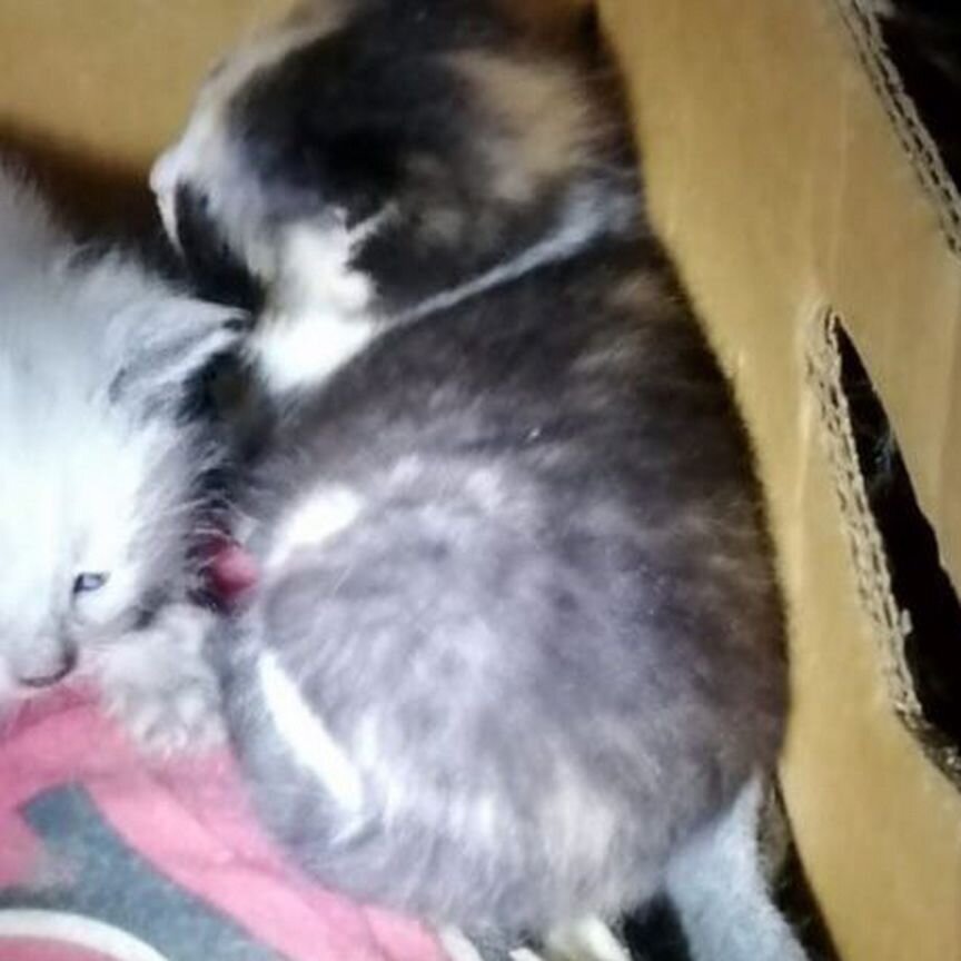 Котёнок в добрые руки