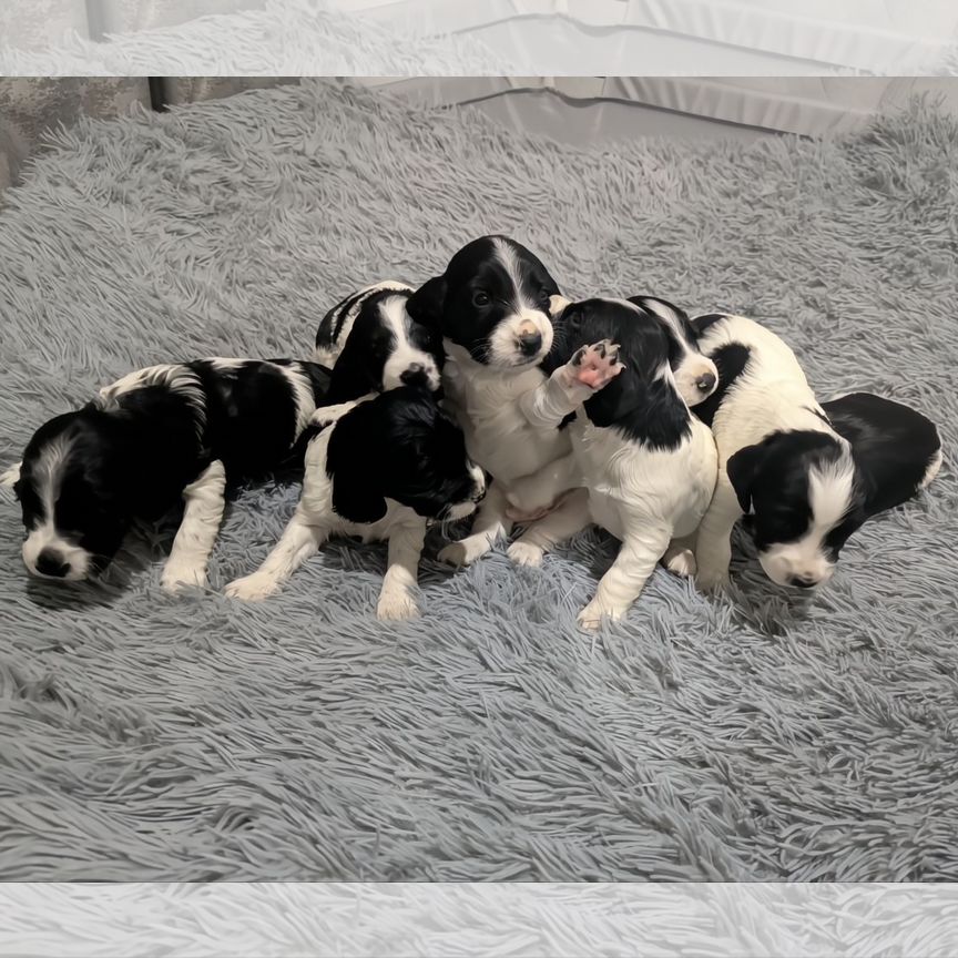 Русский охотничий спаниель, щенок