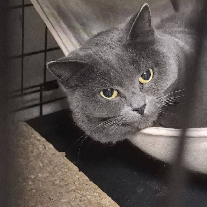 Серая плюшевая кошечка в добрые руки