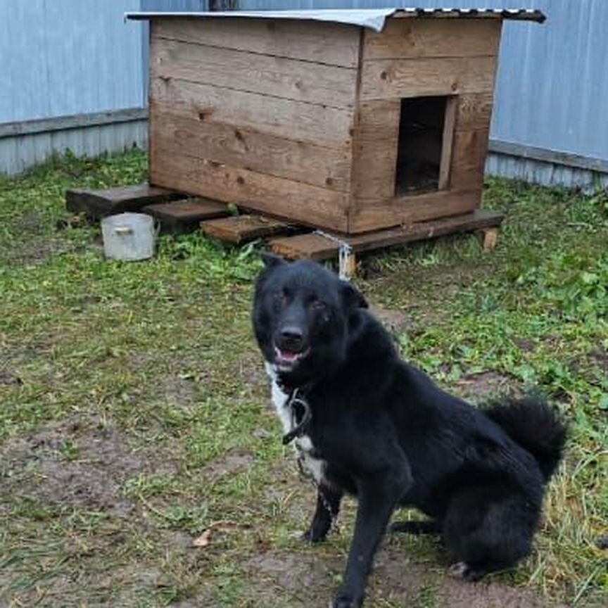 Лайка, взрослый пёс