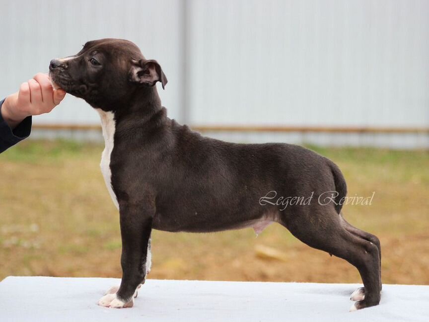 Мальчик Ам.стафф