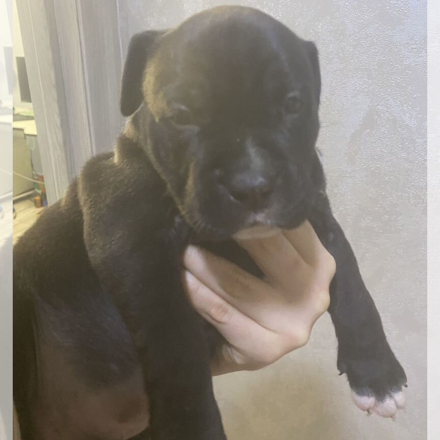 Американский стаффордширский терьер, щенок