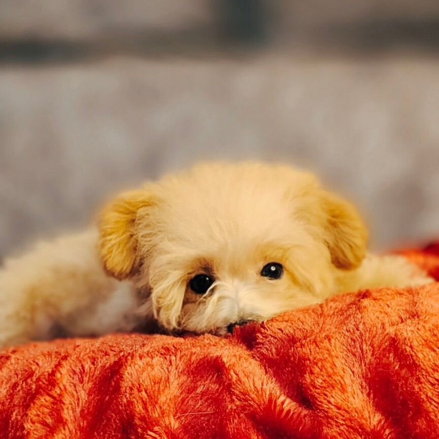 Мальтипу микро ф2