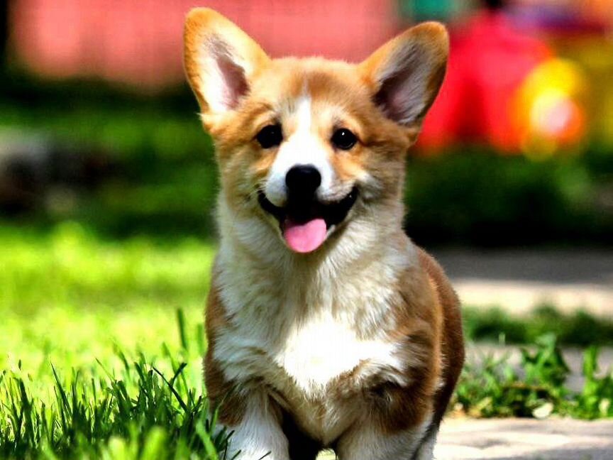 Вельш корги Пемборк