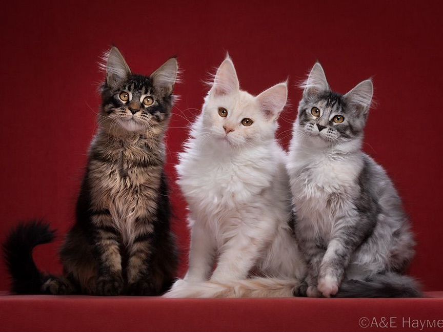 Котята мейн-кун