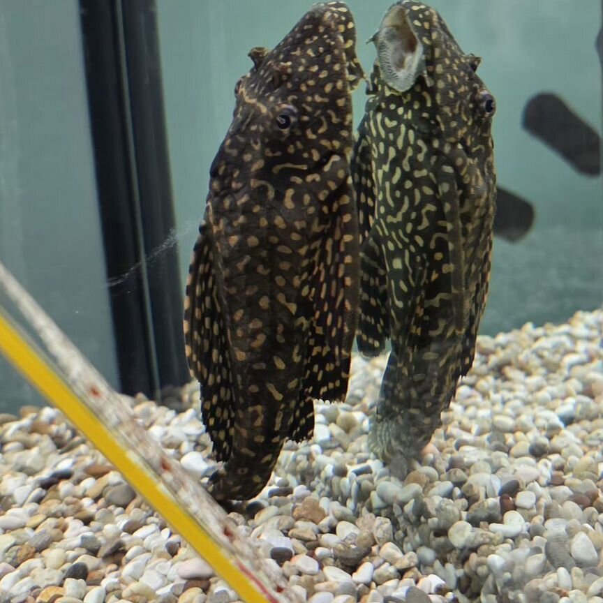 Сом анциструс