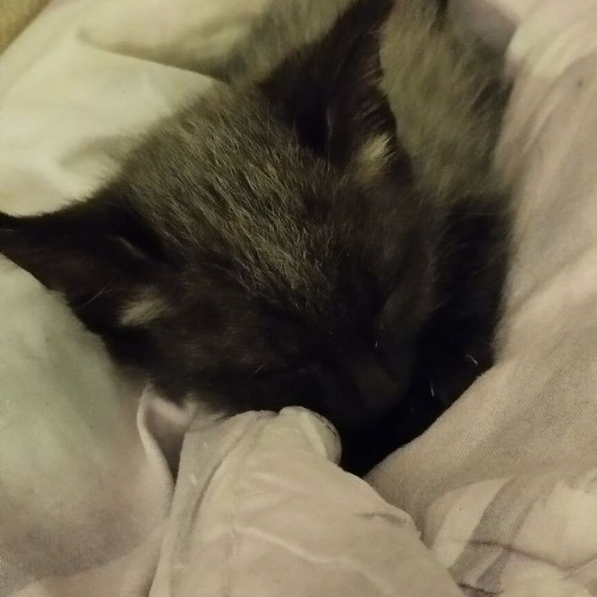 Котёнок в добрые руки