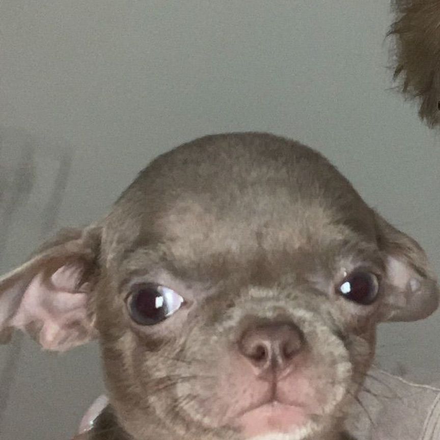 Лиловая мини чихуашечка