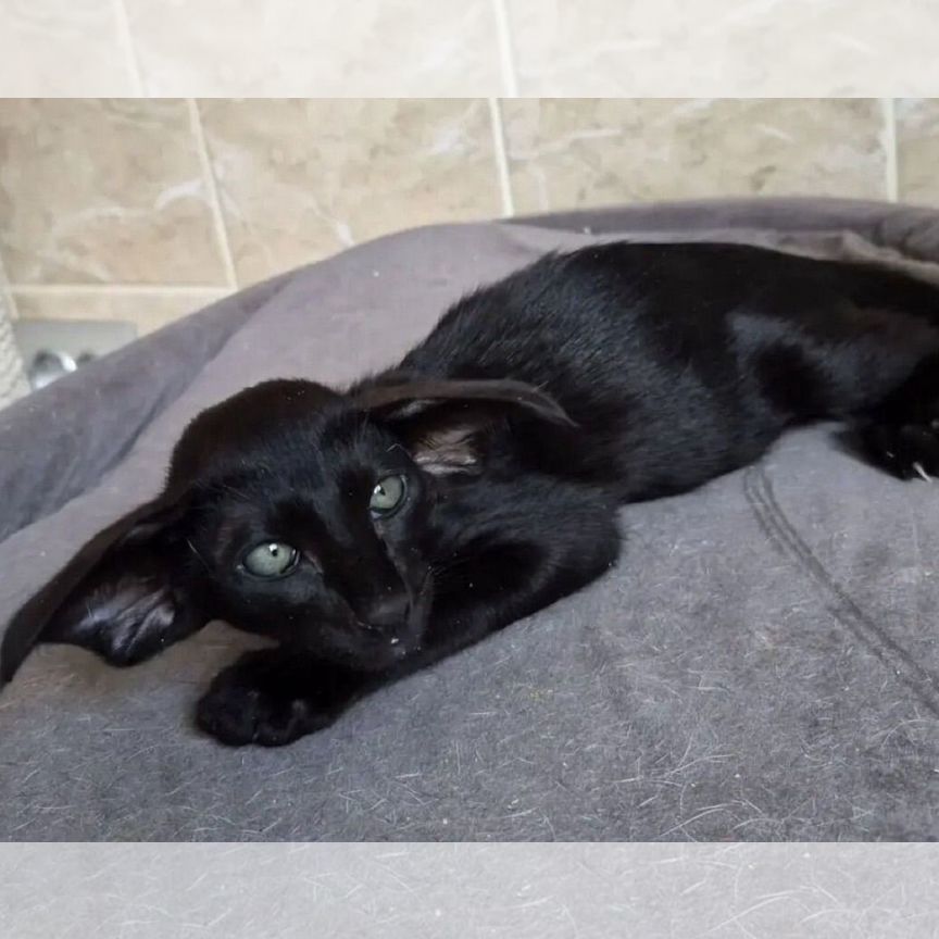 Ориентальный котёнок