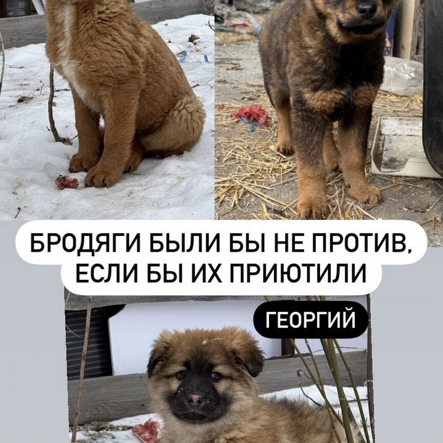 Отдам в добрые руки