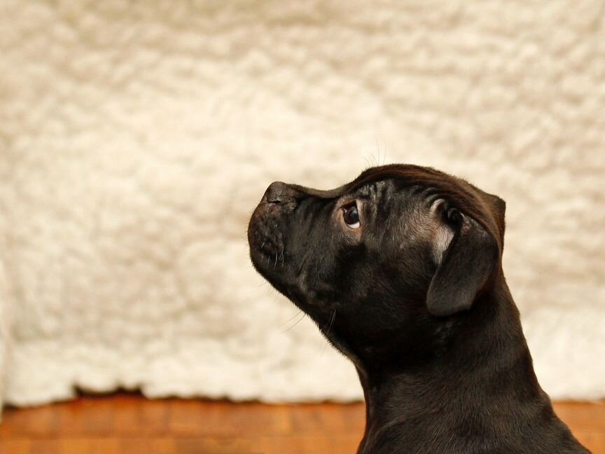 Щенок стаффордширского бультерьера