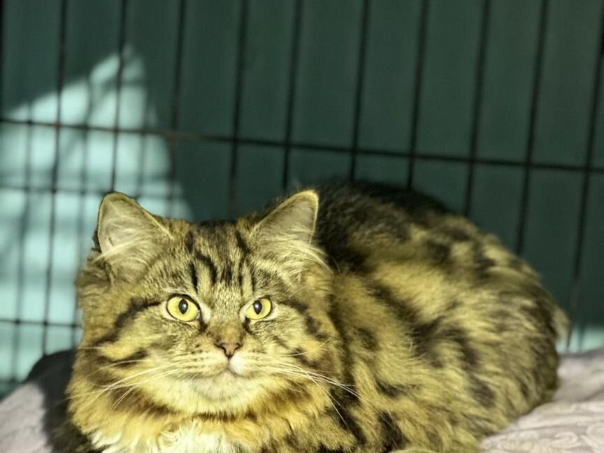 Ласковый Иосиф в поисках дома