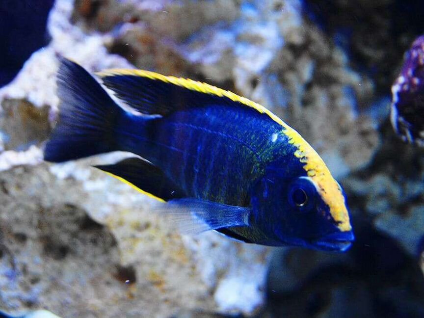 Аулонокара. Цихлиды