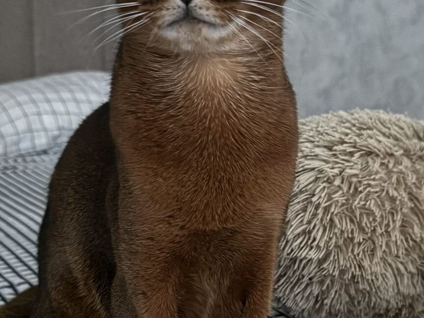 Абиссинский кот