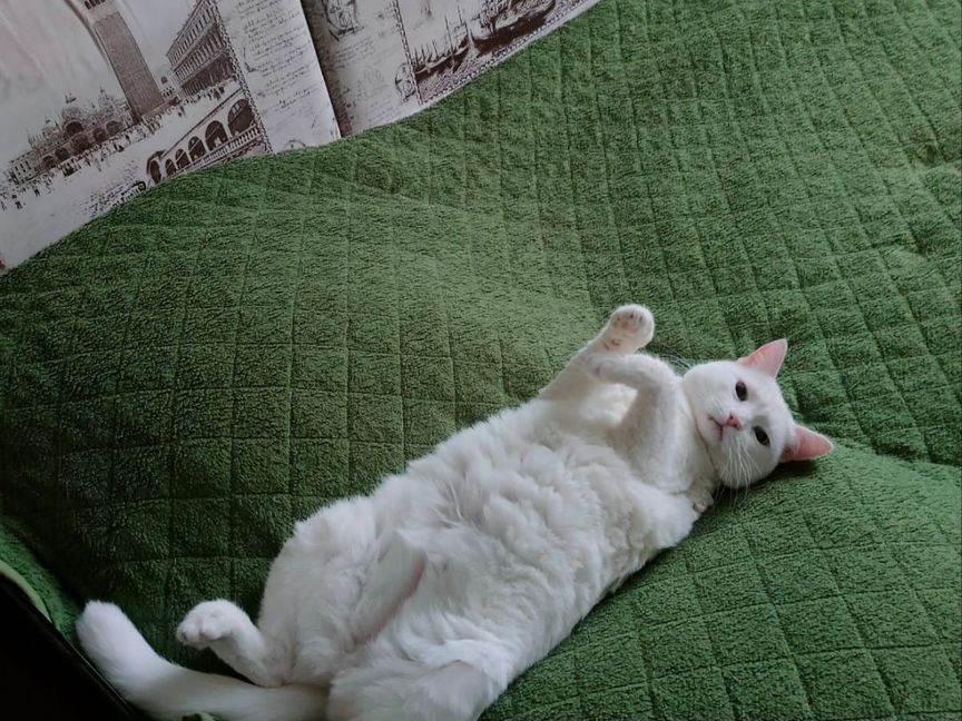 Кошка Муся в добрые руки бесплатно