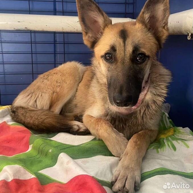 Лили с порезанной шеей ищет дом