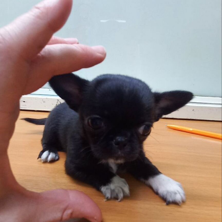 Чихуахуа, щенок