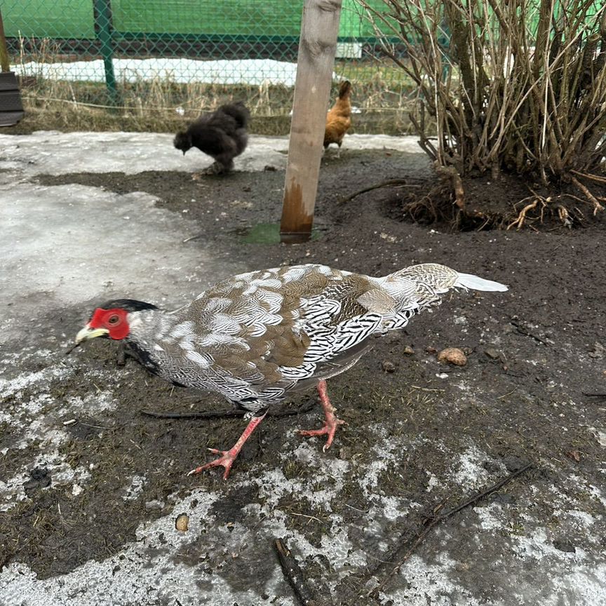 Самка серебристого фазана