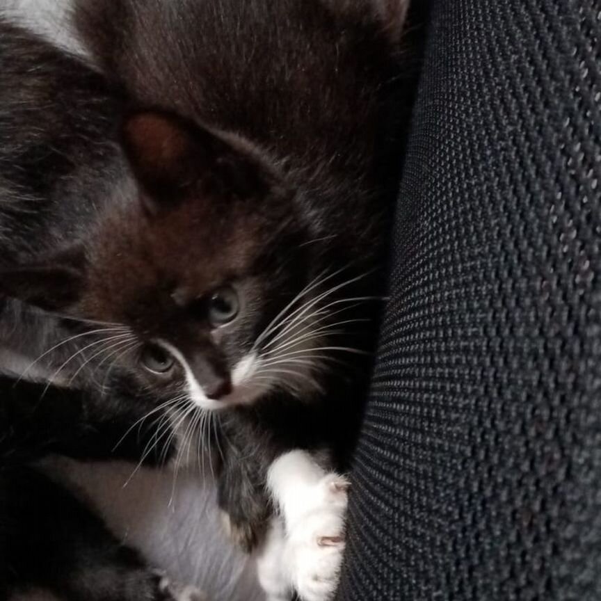 Кот настоящий