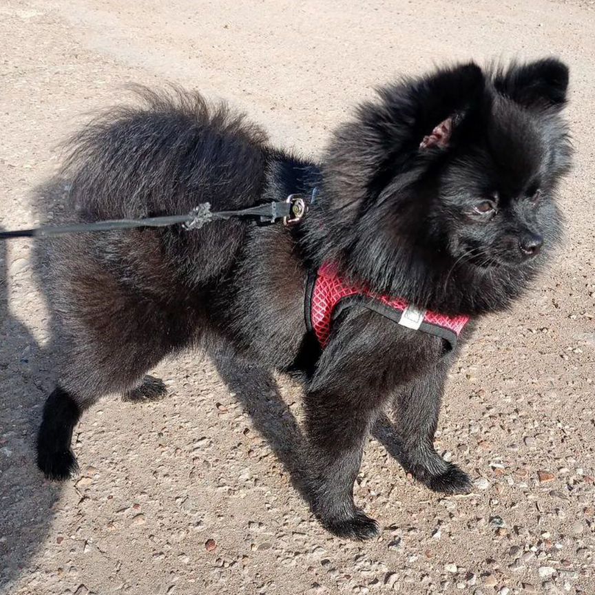 Нужен жених для девочки