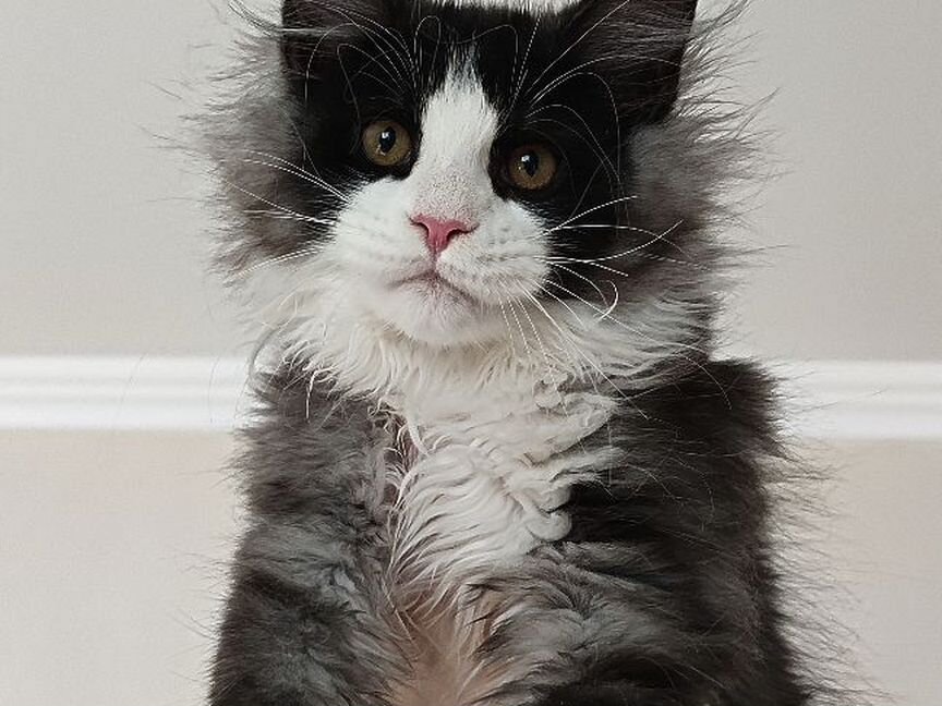 Мейн-кун девочка