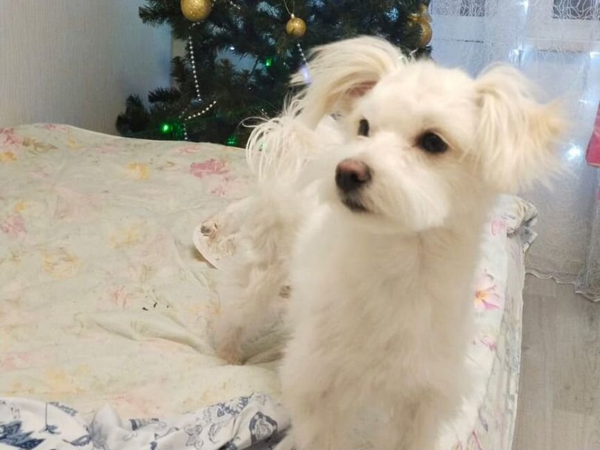 Болонка вязка