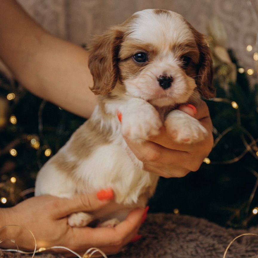 Новогодние малыши ккчс с документами РКФ