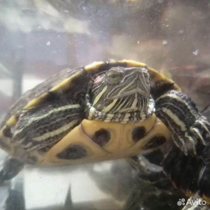 Красноухая черепаха с аквариумом