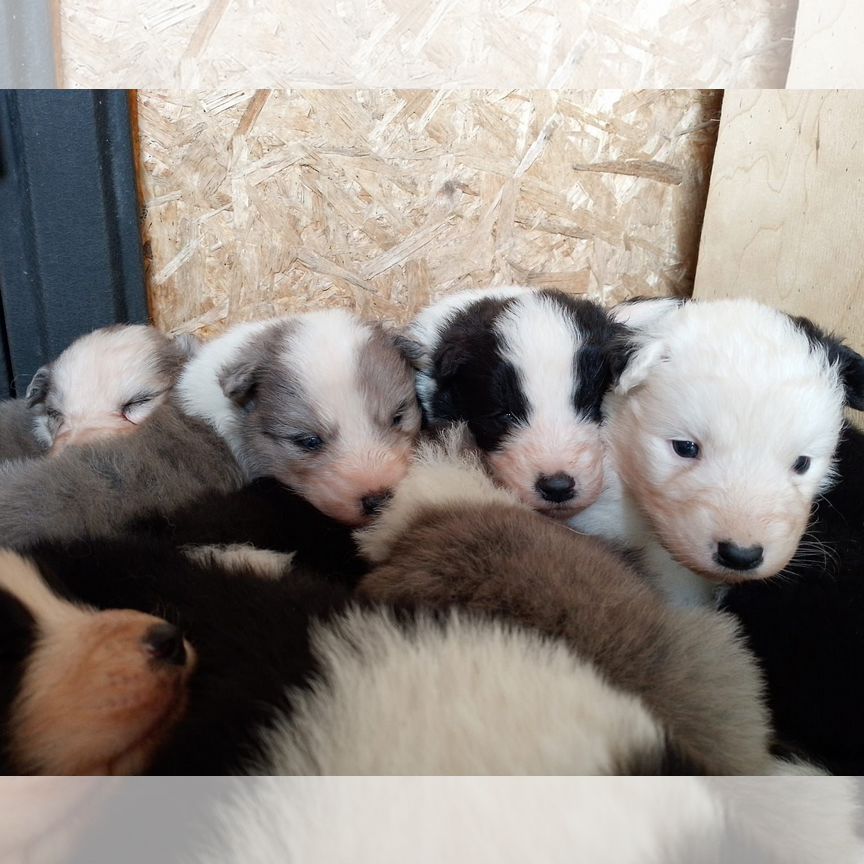 Милахи пушистики самусси