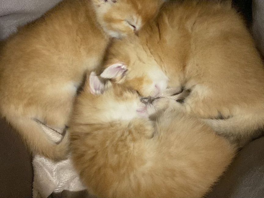 Котята золотая шиншилла