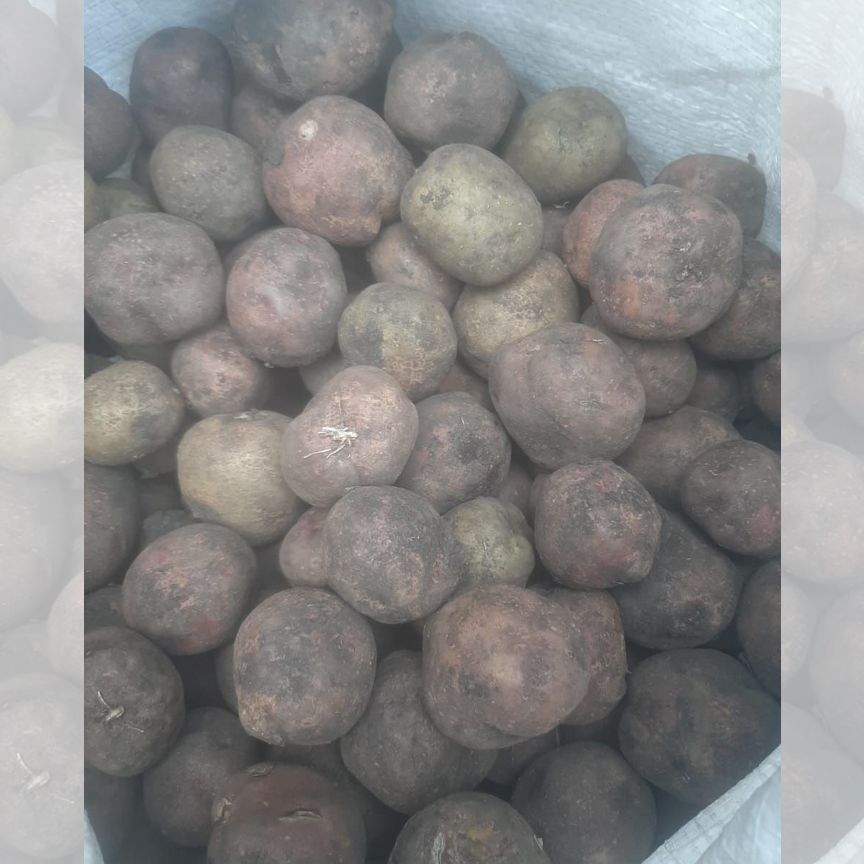 Картофель мелкий на корм скоту