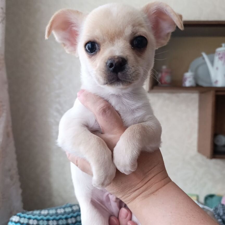 Чихуахуа, щенок