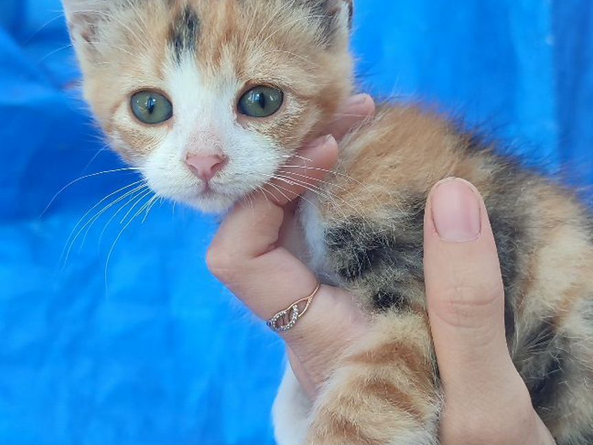 Котëнок девочка в дар
