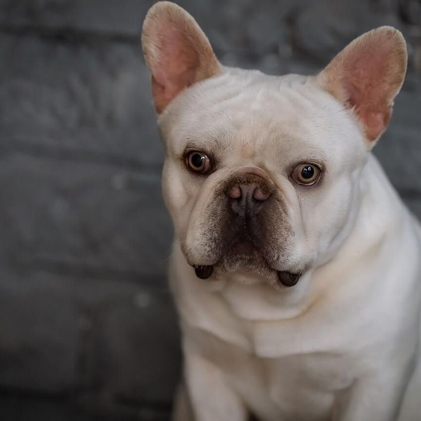 Привозной жених французский бульдог бесплатно