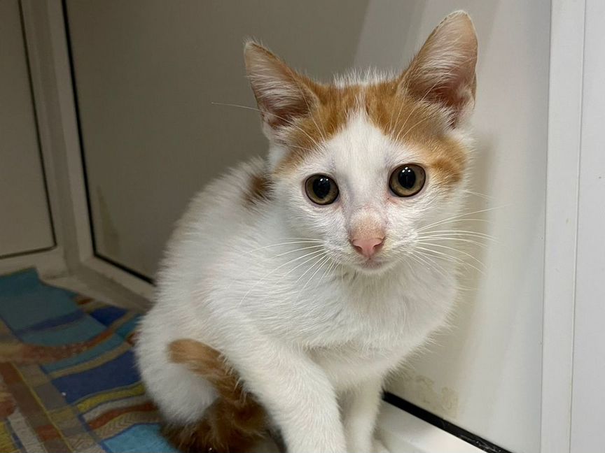 Ласковый бело-рыжий котенок 3 месяца