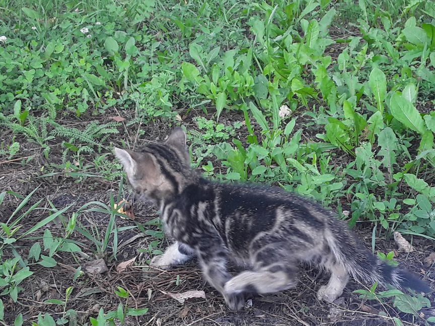 Отдам котят в добрые руки