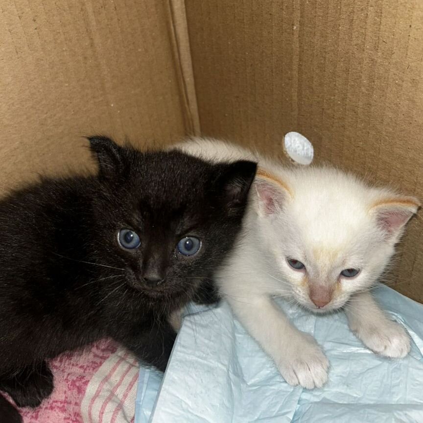 Котёнок в добрые руки