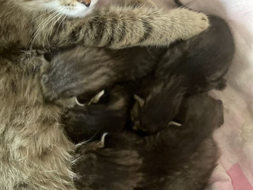 Продаю котят