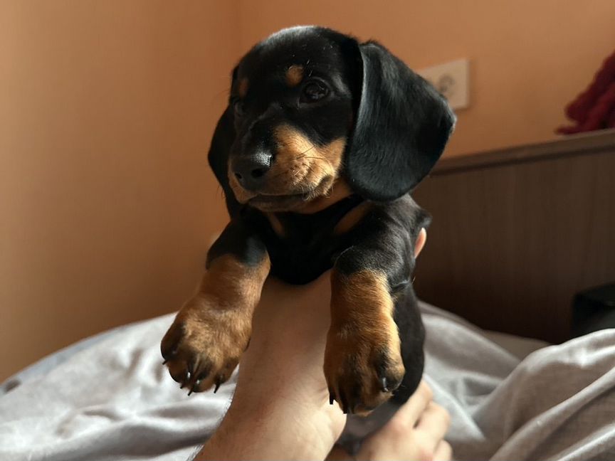 Кроличья такса