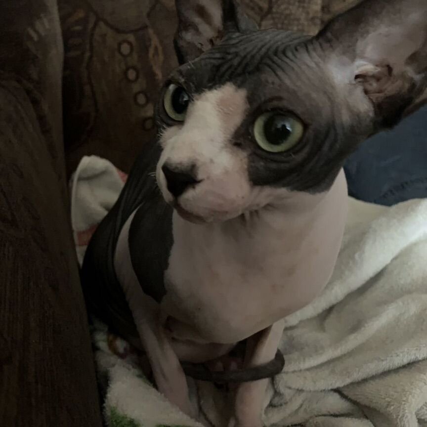 Канадский сфинкс