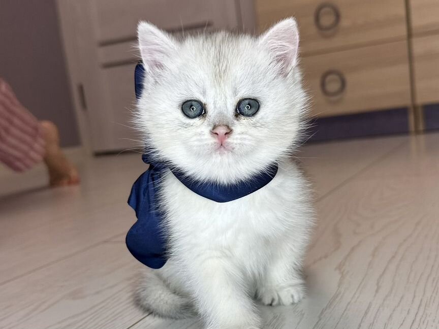 Британские котята серебристая шиншилла