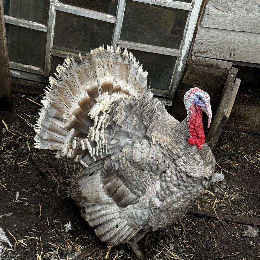 Продам семью индюков