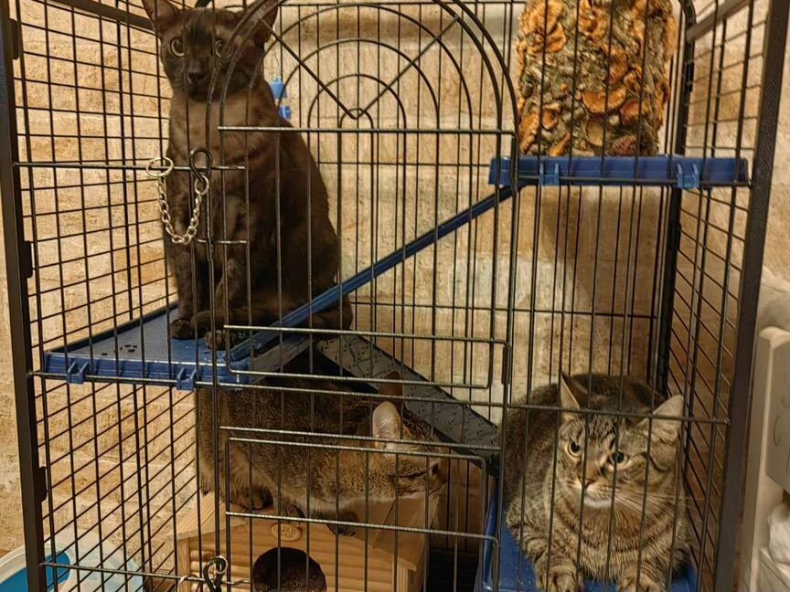 Коты бесплатно отдам двух котов египетский Мао и