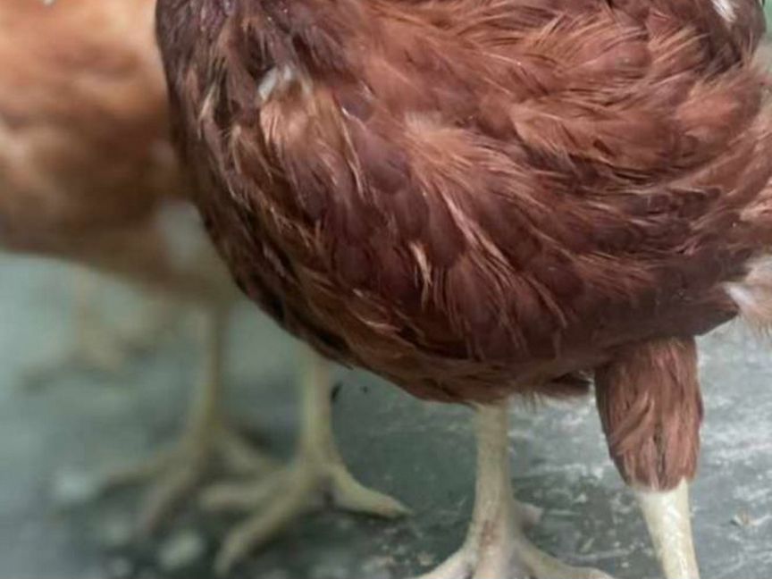 Куры молодки несушки